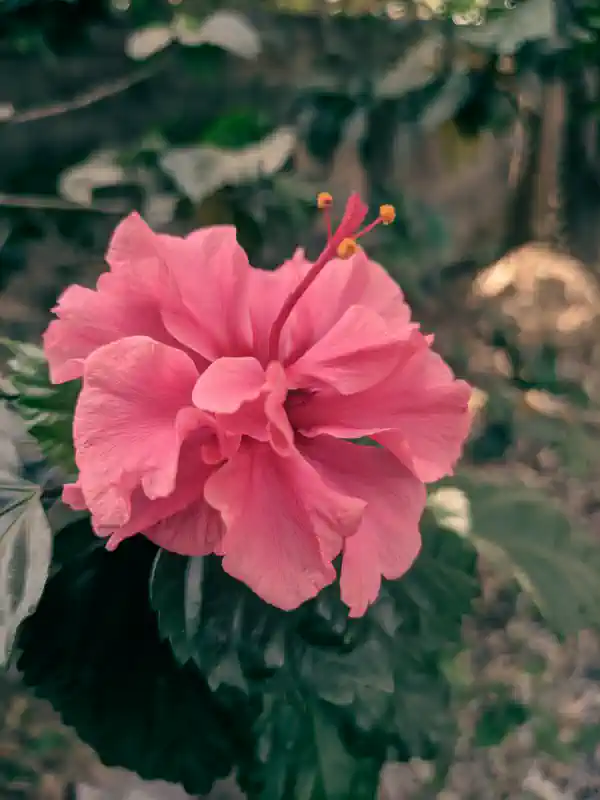 Joba Flower | BlackPirateX